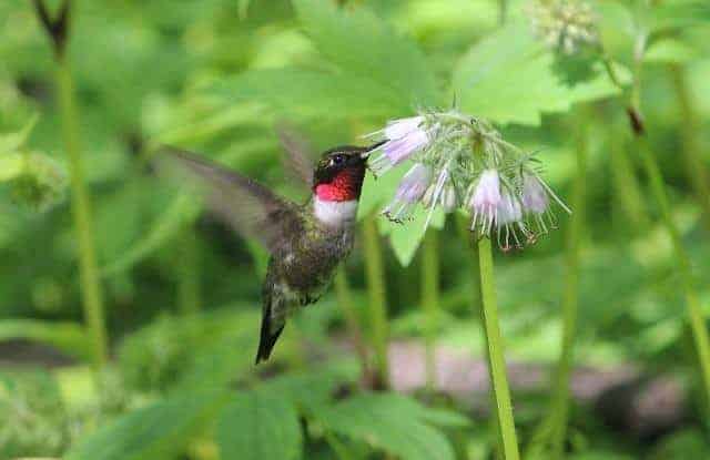 The Pelee Island Bird Observatory