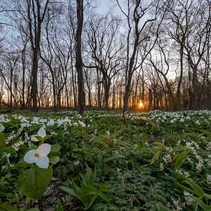 Research | The Pelee Island Bird Observatory