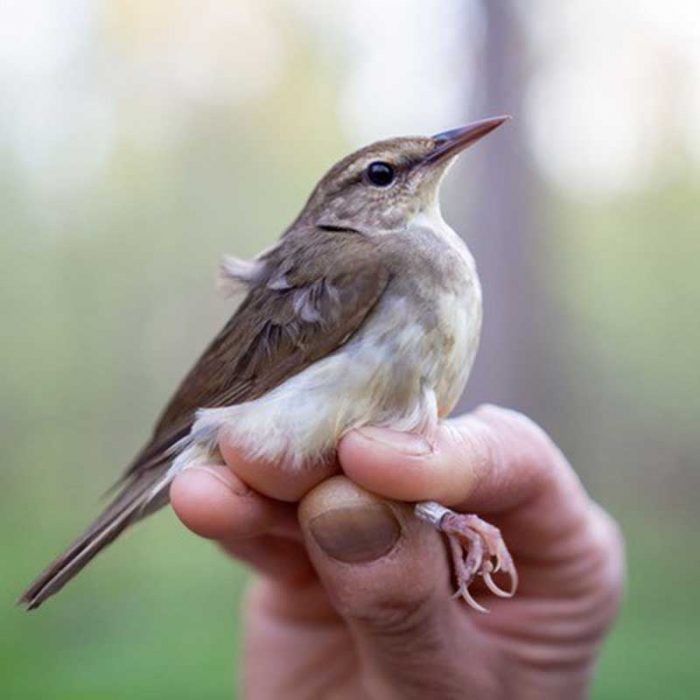 The Pelee Island Bird Observatory