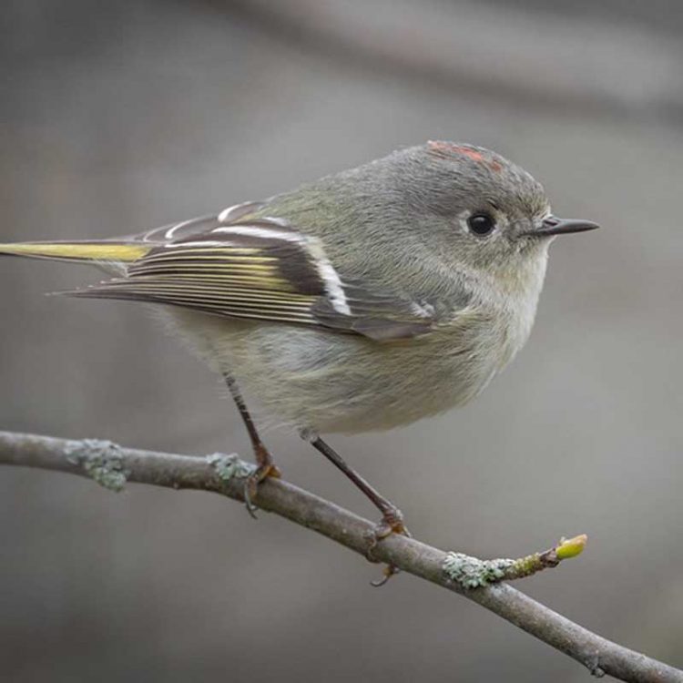 Checklist of the Birds of Pelee Island | The Pelee Island Bird Observatory