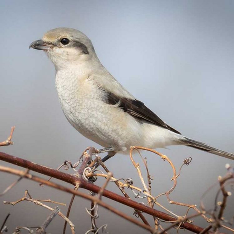 Checklist of the Birds of Pelee Island | The Pelee Island Bird Observatory