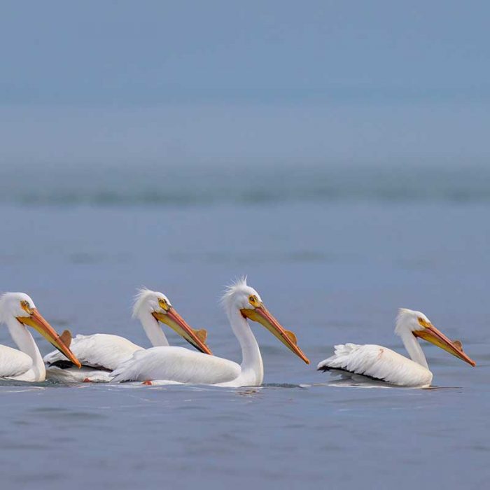 Checklist of the Birds of Pelee Island | The Pelee Island Bird Observatory