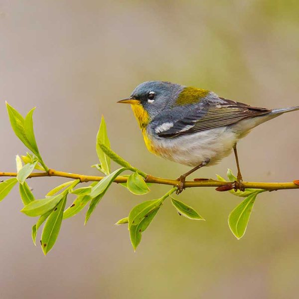Checklist of the Birds of Pelee Island | The Pelee Island Bird Observatory