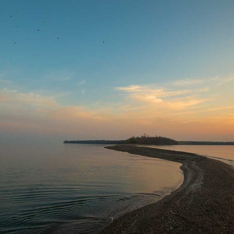 Research Summaries | The Pelee Island Bird Observatory