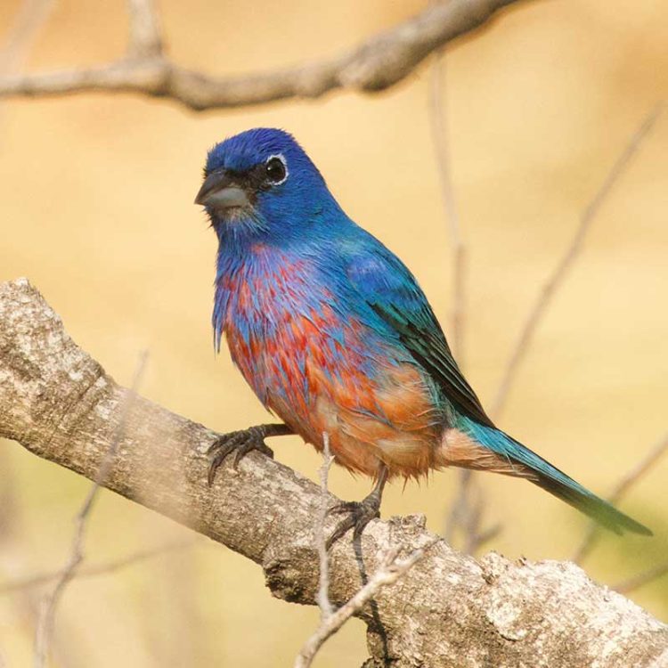 Pelee Wings PIBO Bird Talk: Mexico's Iconic Bird | The Pelee Island ...
